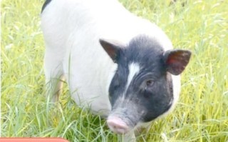 巴马香猪能长多少斤_巴马香猪最大体重