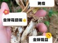 金蝉花怎么吃_金蝉花食用禁忌
