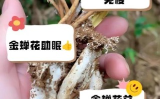 金蝉花怎么吃_金蝉花食用禁忌