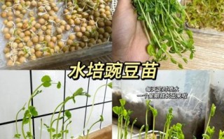 豆苗是什么豆发的_豌豆苗和黄豆苗区别