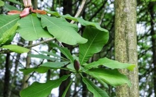 厚朴图片_厚朴长什么样