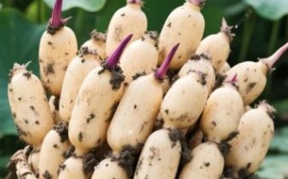 莲藕什么时候种_莲藕种植最佳时间