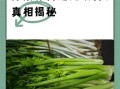 芹菜伤肾是真的吗_长期吃芹菜对肾的危害