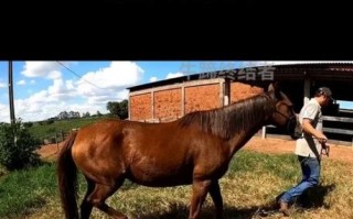 马蹄铁会疼吗_马疼吗