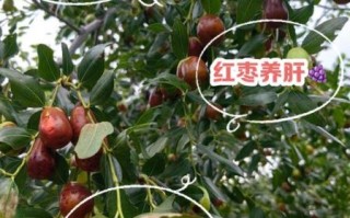 鲜枣蒸熟功效与作用_鲜枣蒸着吃有什么好处