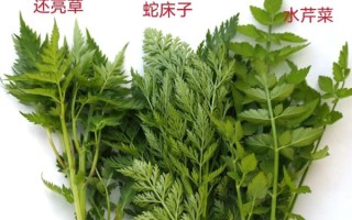 野芹菜和水芹菜的区别_怎么区分