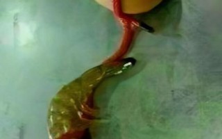 虾扯蛋是什么意思_虾扯蛋的出处和用法