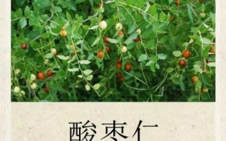 酸枣仁副作用很大_还能长期吃吗