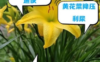野黄花菜图片功效_野黄花菜有什么功效