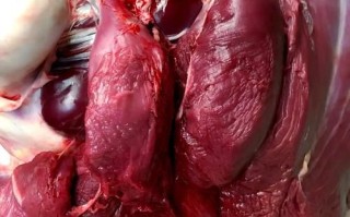 鸵鸟肉事件原因_鸵鸟肉为什么被禁