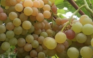 水晶葡萄怎么挑选_水晶葡萄的功效与作用