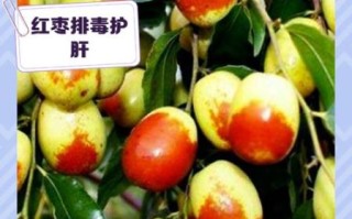 鲜枣怎么保存_鲜枣可以放冰箱吗