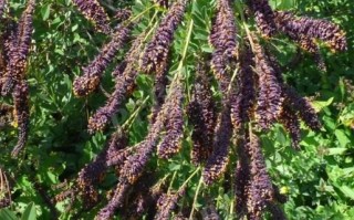 紫穗槐图片大全_紫穗槐长什么样