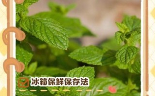 薄荷叶怎么保存_薄荷叶能放多久