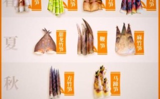 笋的种类图片_如何区分春笋冬笋
