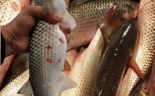 钓梭鱼用什么饵料_钓梭鱼的最佳时间