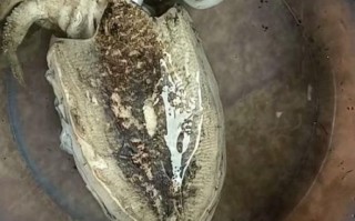 墨鱼怎么处理_墨鱼怎么清洗才干净