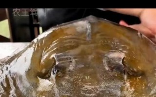 魟鱼能吃吗_魟鱼怎么做好吃