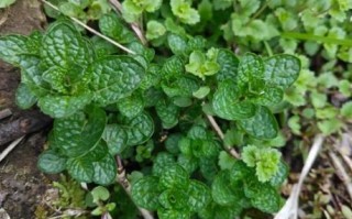 鱼香叶长什么样_鱼香叶图片如何辨认