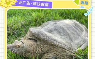 野生甲鱼最爱吃什么_如何科学投喂