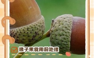 橡子果实能吃吗_橡子果实的营养价值