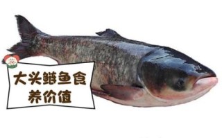 鲢鱼多少钱一斤_鲢鱼价格最新行情