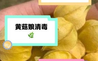 黄菇娘的功效与作用_黄菇娘怎么吃效果最好