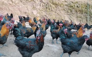 养1000只乌鸡一年利润多少_乌鸡养殖成本利润分析