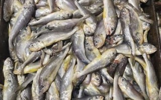 鳆鱼是什么鱼_鳆鱼多少钱一斤