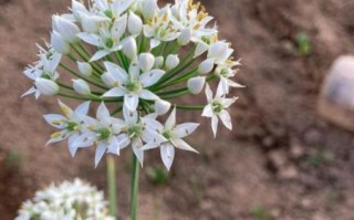 韭菜花壮阳还是韭菜壮阳_哪个效果更好