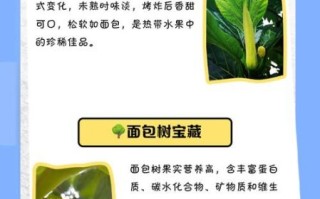 面包树果实怎么吃_面包树果实营养价值