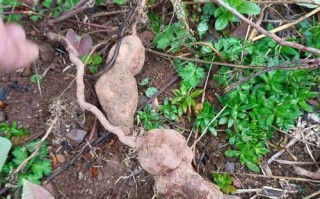 首乌藤和何首乌的区别_哪个更好