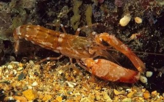 鼓虾为什么会发出枪声_鼓虾和手枪虾区别