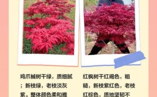 鸡爪槭和红枫哪个贵_价格差异原因