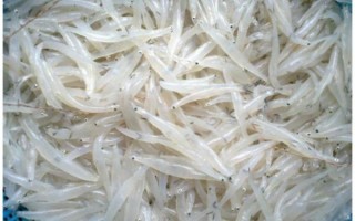 银鱼图片大全_银鱼长什么样