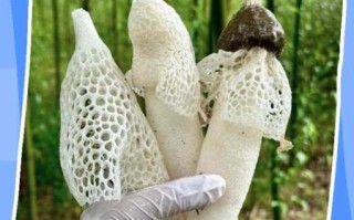 竹荪的伞裙能吃吗_竹荪伞裙怎么清洗