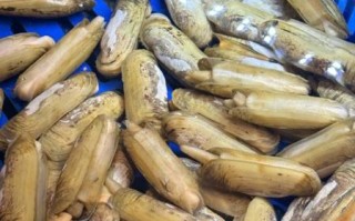 冷冻蛏子怎么做好吃_冷冻蛏子需要焯水吗