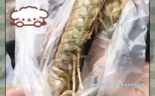 绿虾蛄图片_如何分辨真假