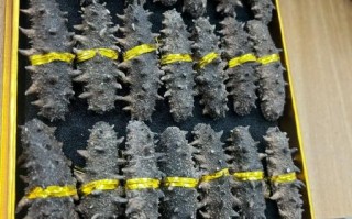 干海参多少钱一斤_如何挑选性价比高的干海参