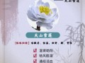 天山雪莲花怎么吃_天山雪莲花食用禁忌