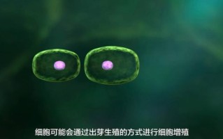 酵母菌如何繁殖_酵母菌繁殖方式有哪些