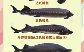 鲟鳇鱼价格多少钱一斤_鲟鳇鱼为什么这么贵