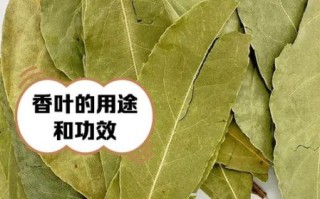 香叶的功效与作用及食用方法_香叶怎么吃不苦