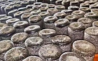 黑木耳病是什么_黑木耳病怎么防治