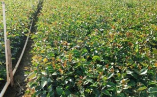 高产油茶苗哪个品种好_高产油茶苗怎么选