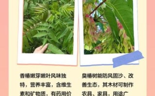 臭椿树和香椿树的区别_如何一眼区分臭椿与香椿