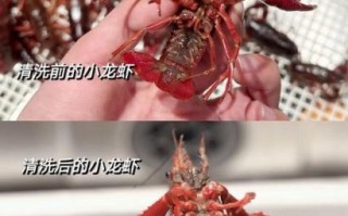 龙虾怎么清洗_龙虾怎么做才好吃