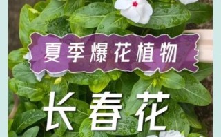 长春花花语是什么_长春花适合送什么人