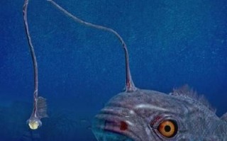 灯笼鱼图片大全大图_灯笼鱼为什么发光