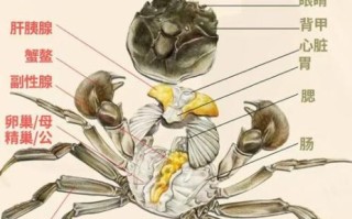 螃蟹怎么清洗内脏_图解步骤